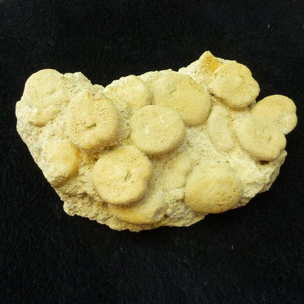 SEA URCHINS ECHINOIDS - RocknCrystals