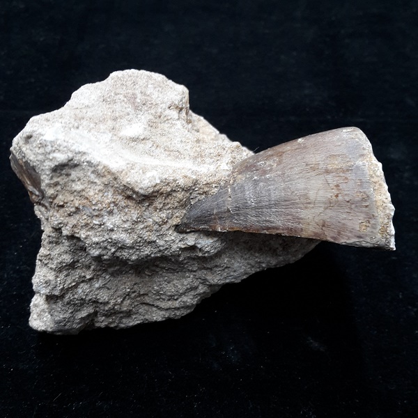 MOSASAUR TOOTH MATRIX - RocknCrystals
