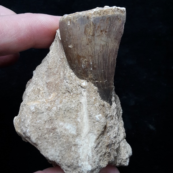 MOSASAUR TOOTH MATRIX - RocknCrystals