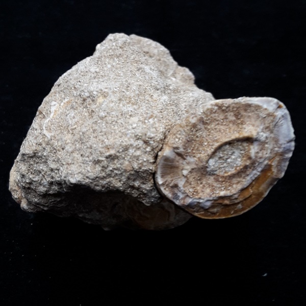 MOSASAUR TOOTH MATRIX - RocknCrystals