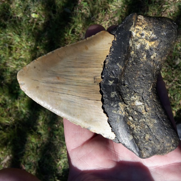 MEG TOOTH - RocknCrystals