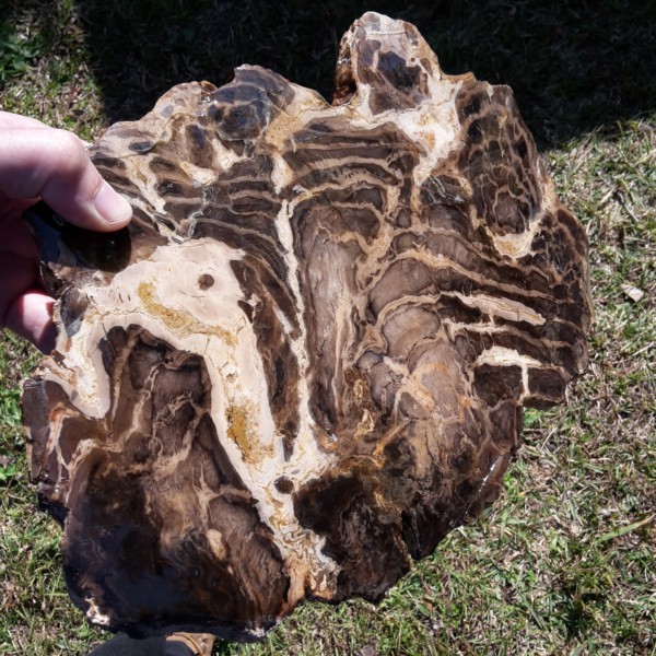 PETRIFIED PALM LEAF PENTOXYLON SLAB - RocknCrystals