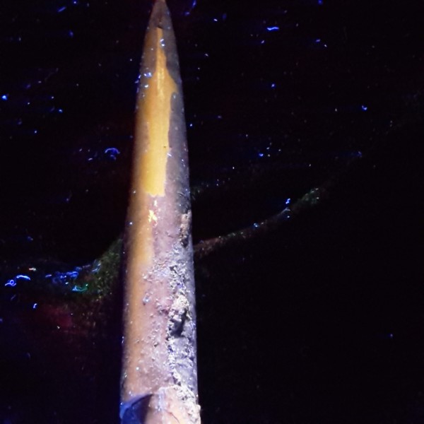 FLUORESCENT BELEMNITES SQUID - RocknCrystals